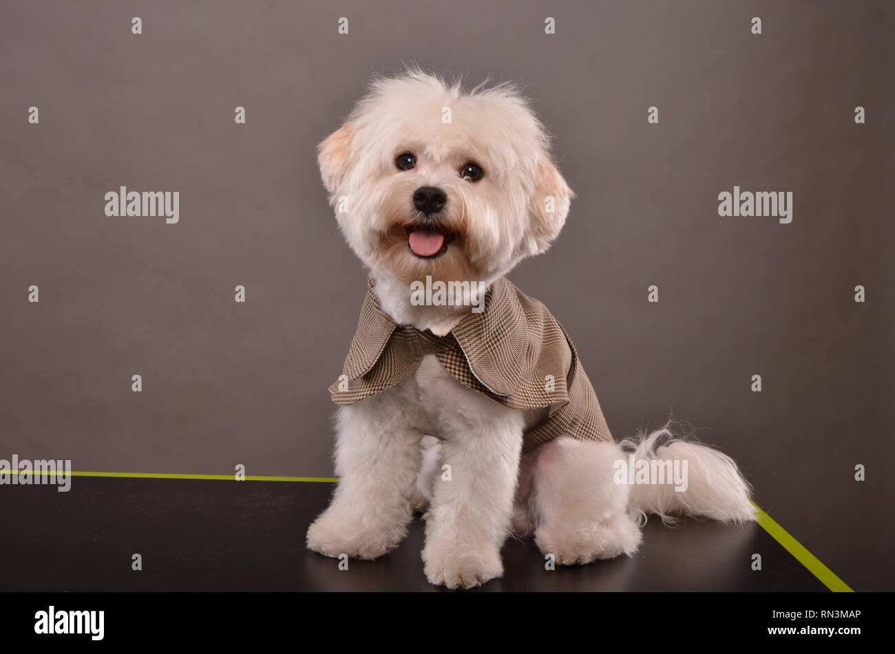 Cute Maltese puppy wearing elegant grey coatee, studio shot Stock Photo ...