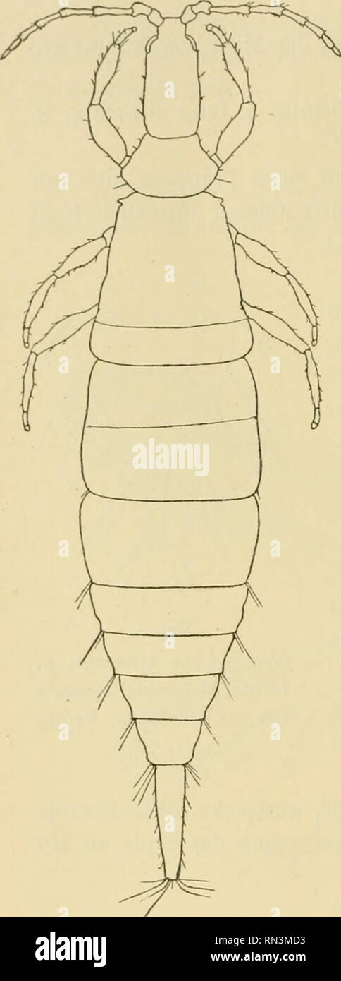 Kleine zapfen hi-res stock photography and images - Alamy