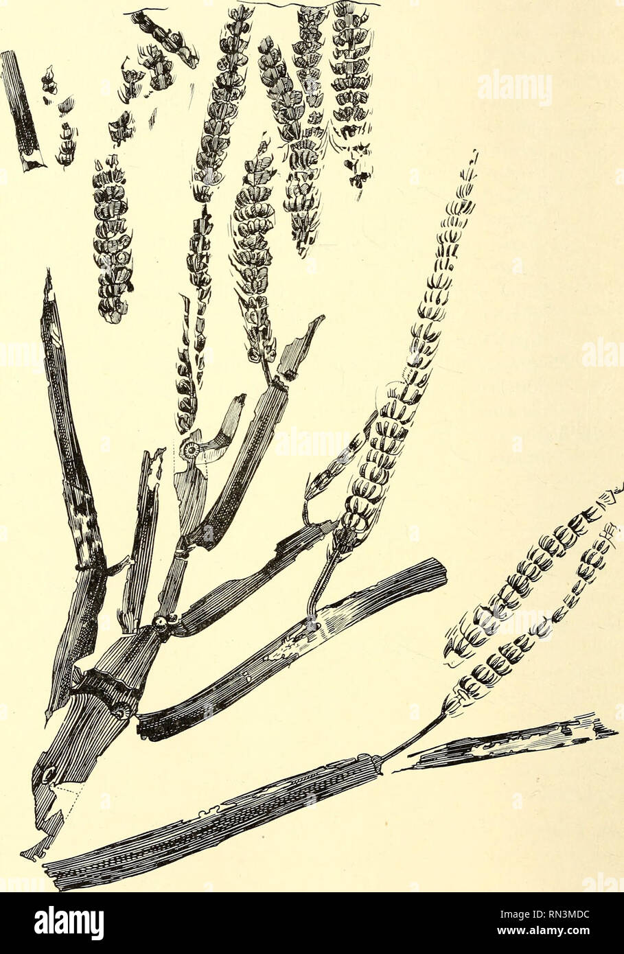 Palaeostachya hi-res stock photography and images - Alamy