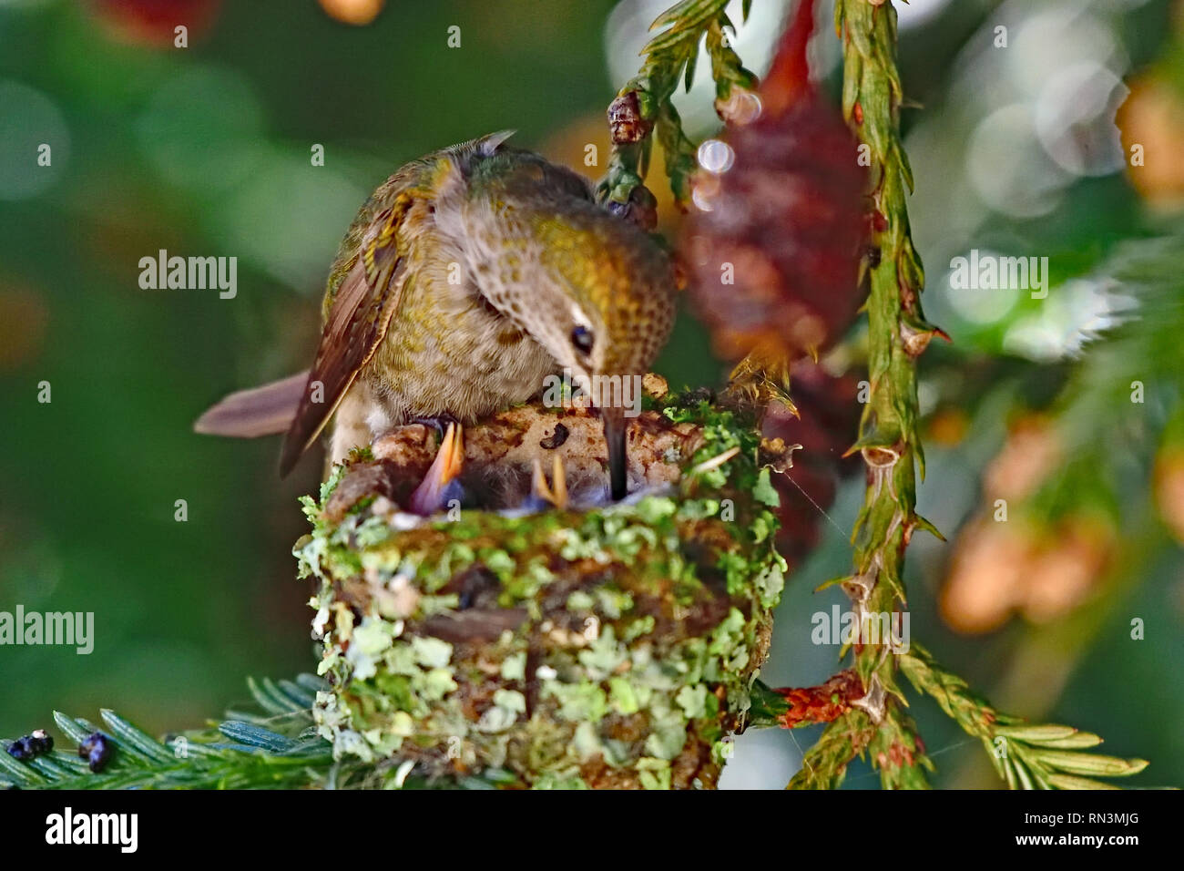 Hummingbird chick hi-res stock photography and images - Alamy