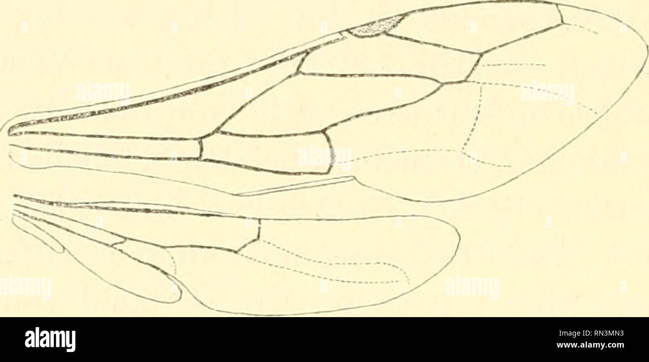 Vena spuria hi-res stock photography and images - Alamy