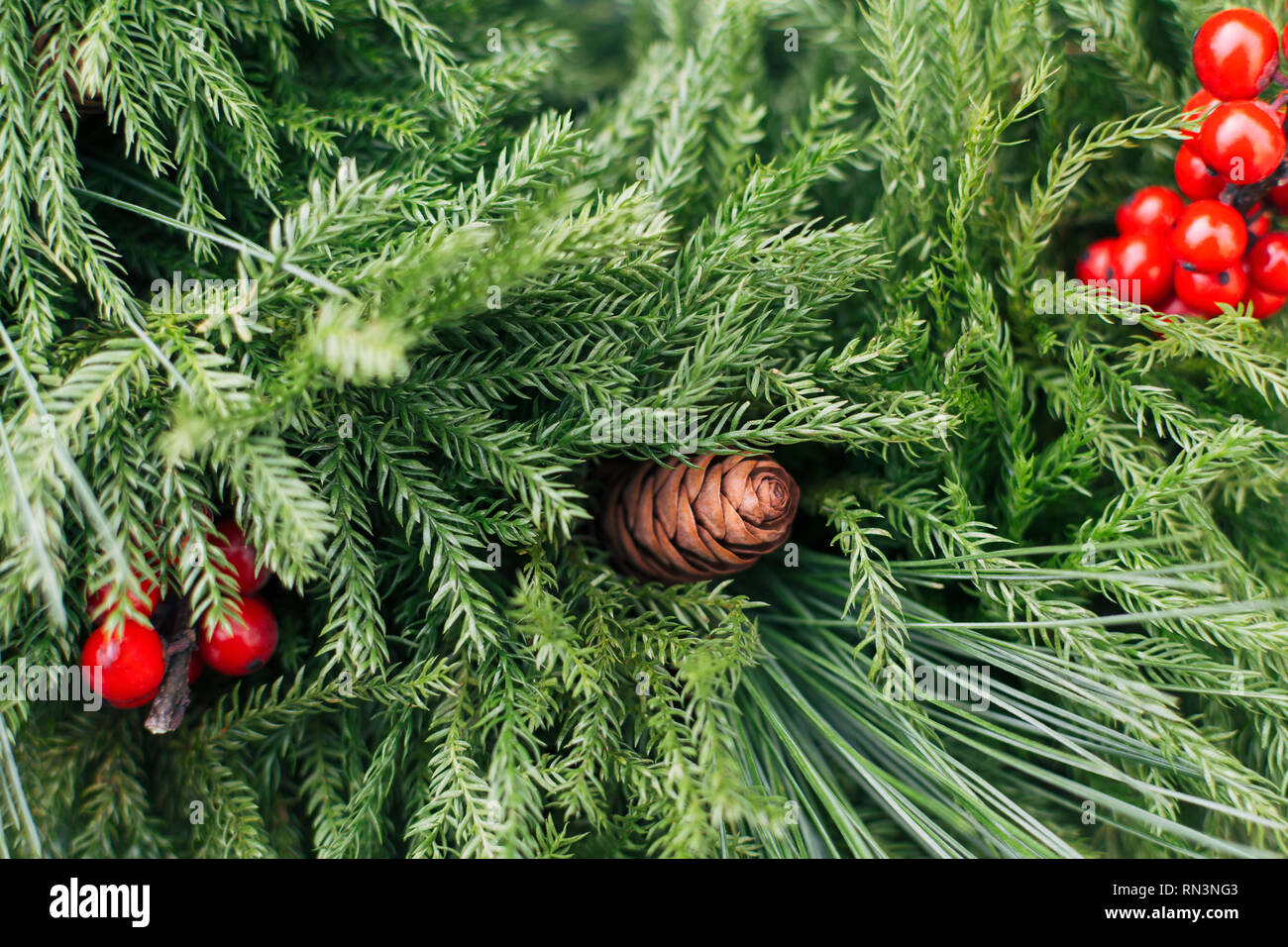 Pine fronds and pine cones Stock Photo - Alamy