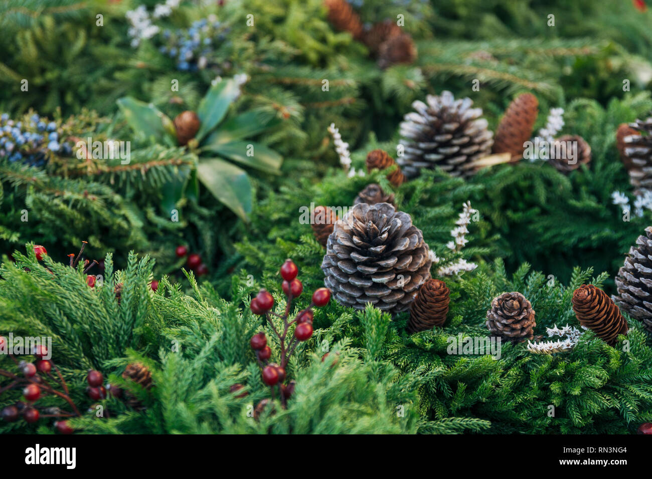 Pinecone nature pinetree hi-res stock photography and images - Alamy