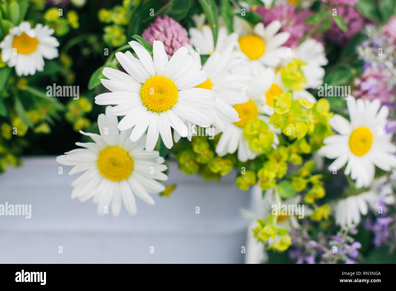 Daisy studio shot hi-res stock photography and images - Alamy