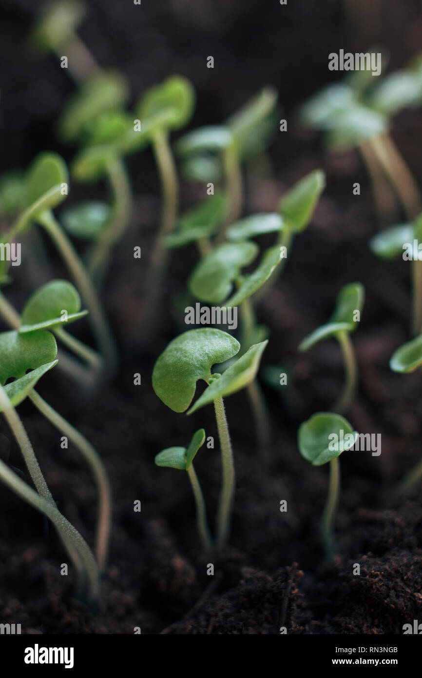 Sprouts growing in soil Stock Photo - Alamy