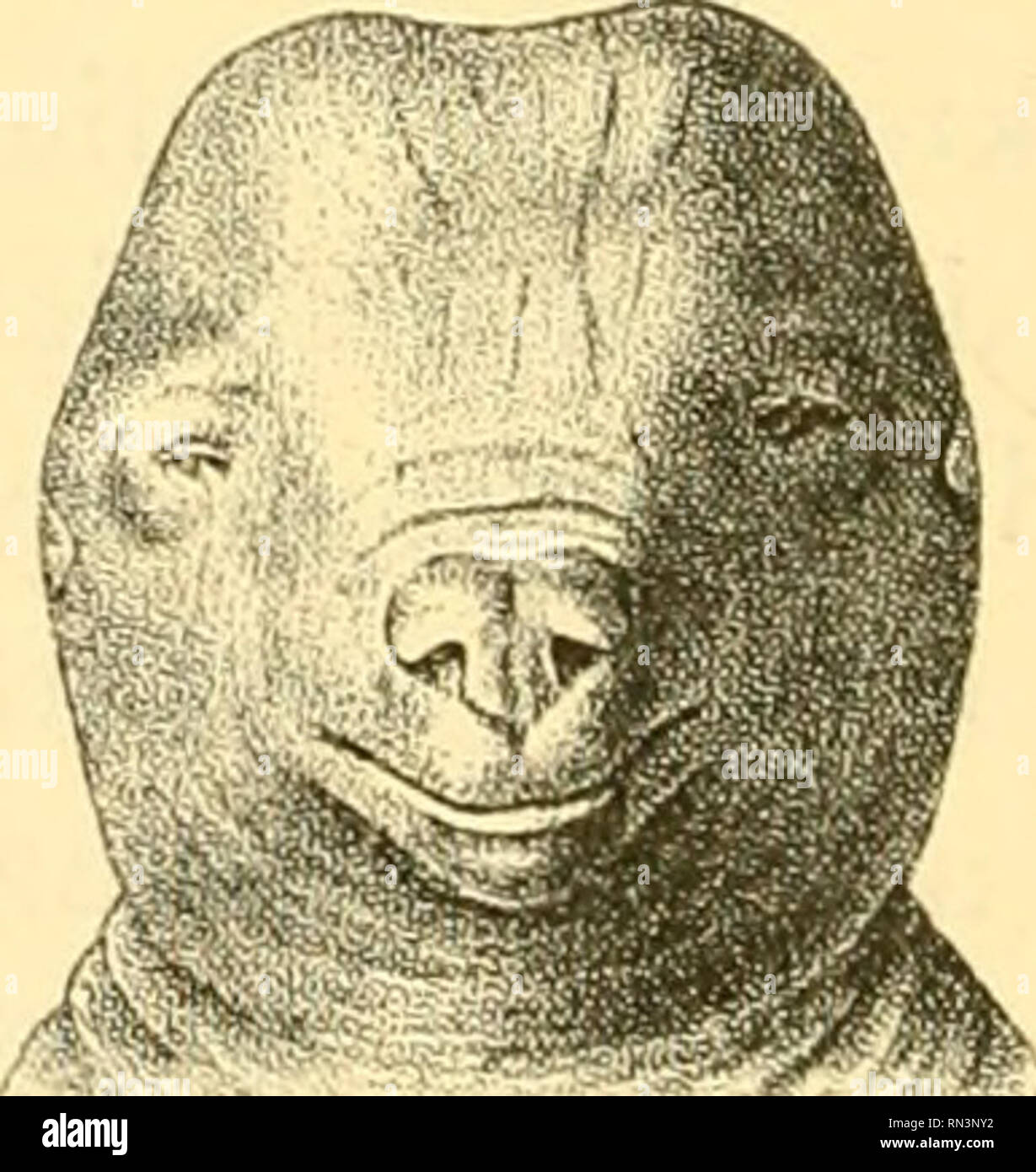 . Annalen des Naturhistorischen Museums in Wien. Naturhistorisches ...