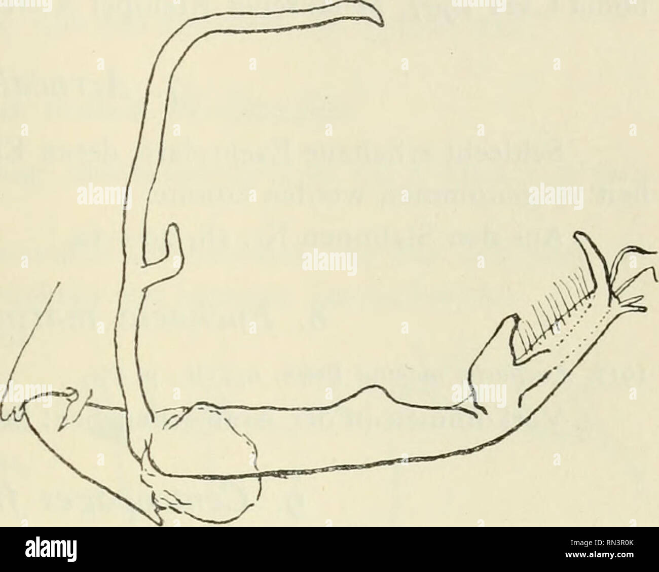 Undina hi-res stock photography and images - Alamy