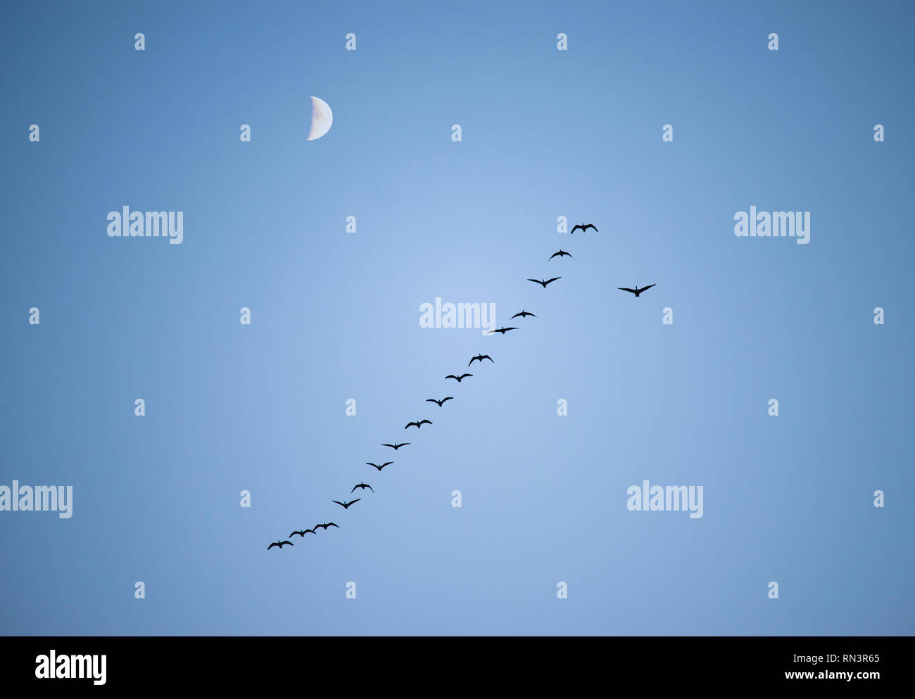 Flying goose moon hi-res stock photography and images - Alamy