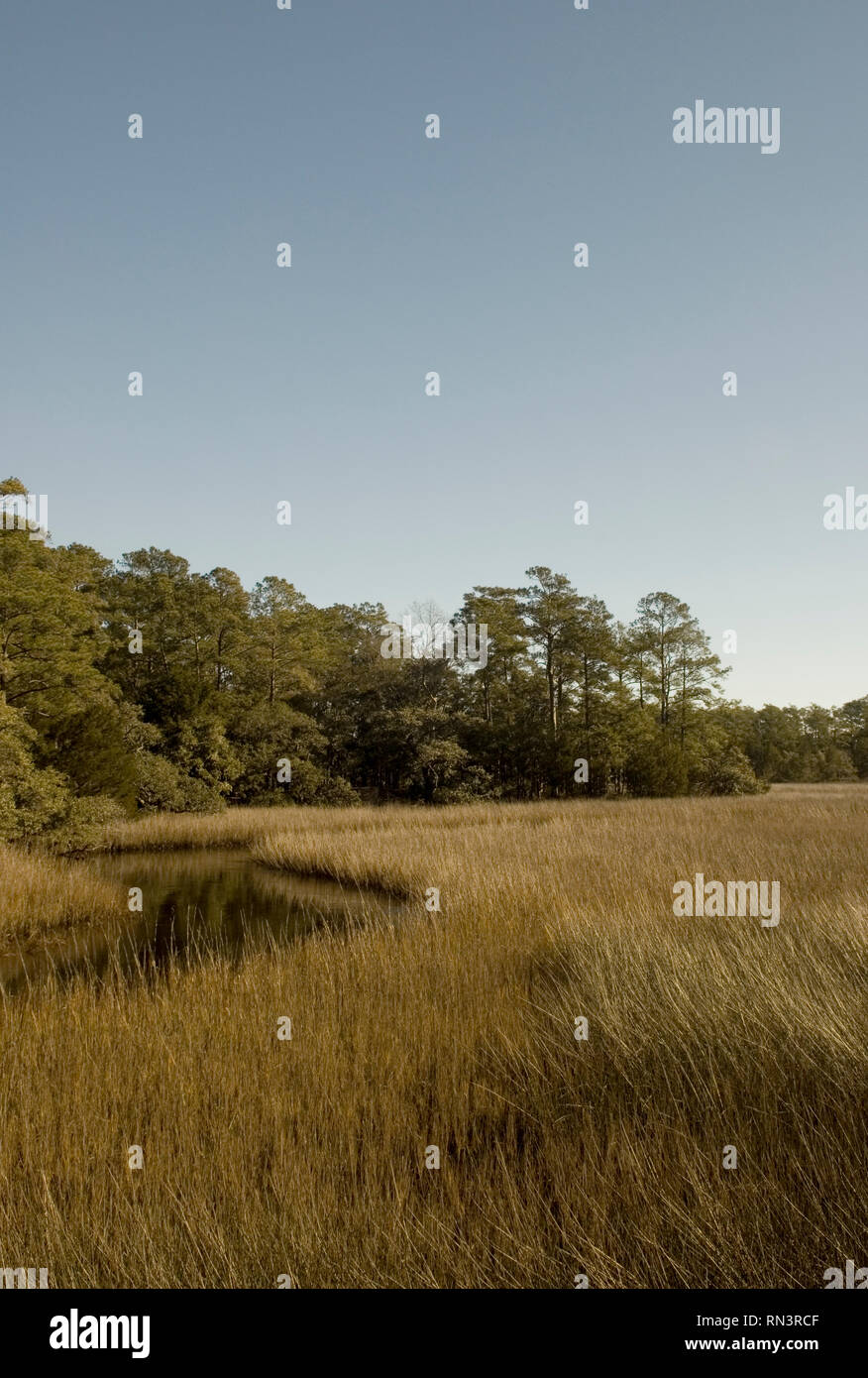 Reeds historical hi-res stock photography and images - Alamy