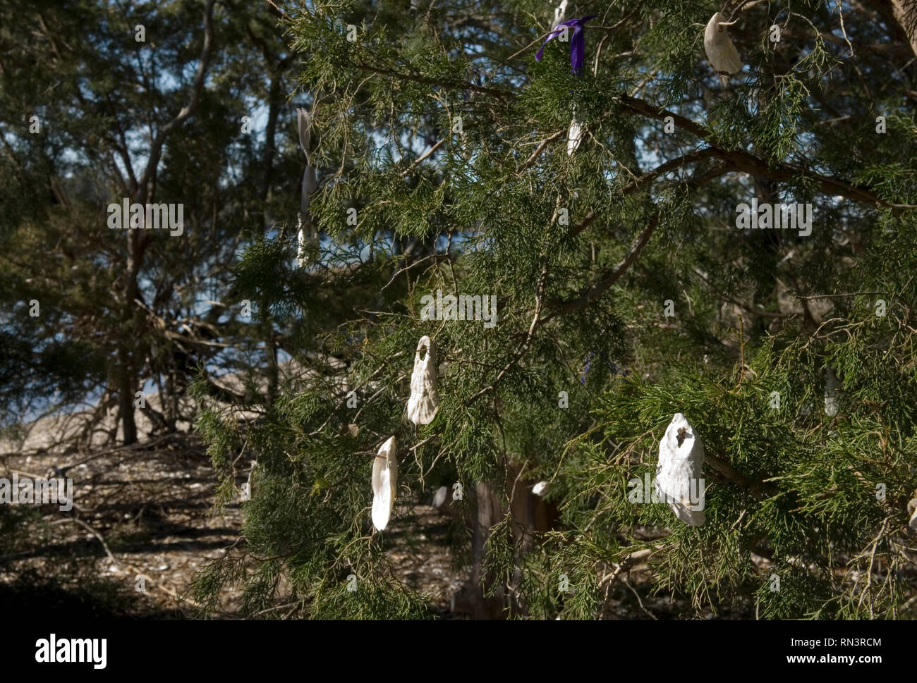 Vereen Memorial Historical Gardens Little River, South Carolina USA ...