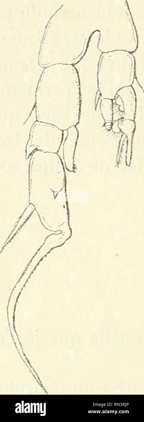 Cyclops sp hi-res stock photography and images - Alamy