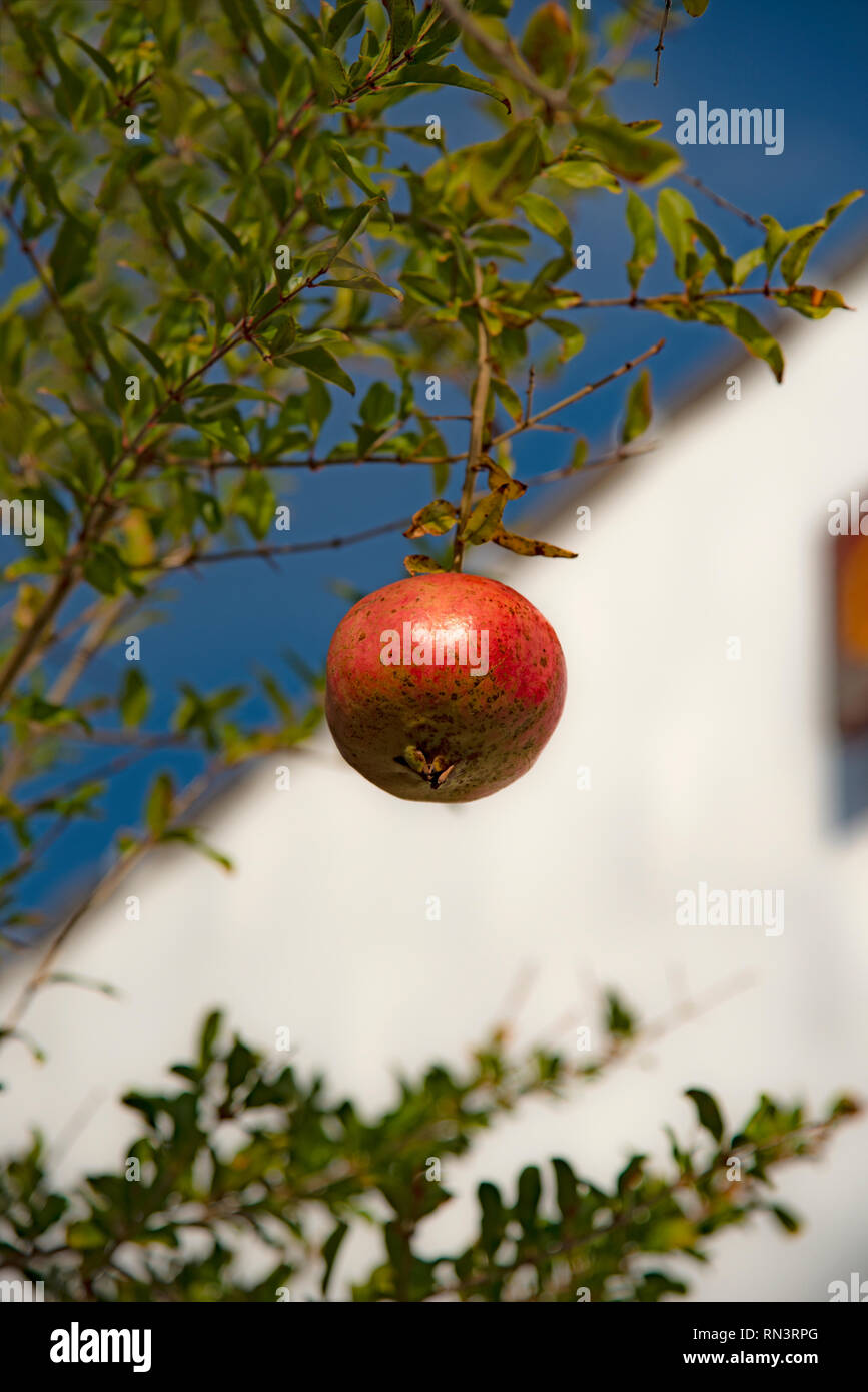 Pomegranate hanging from tree hi-res stock photography and images - Alamy