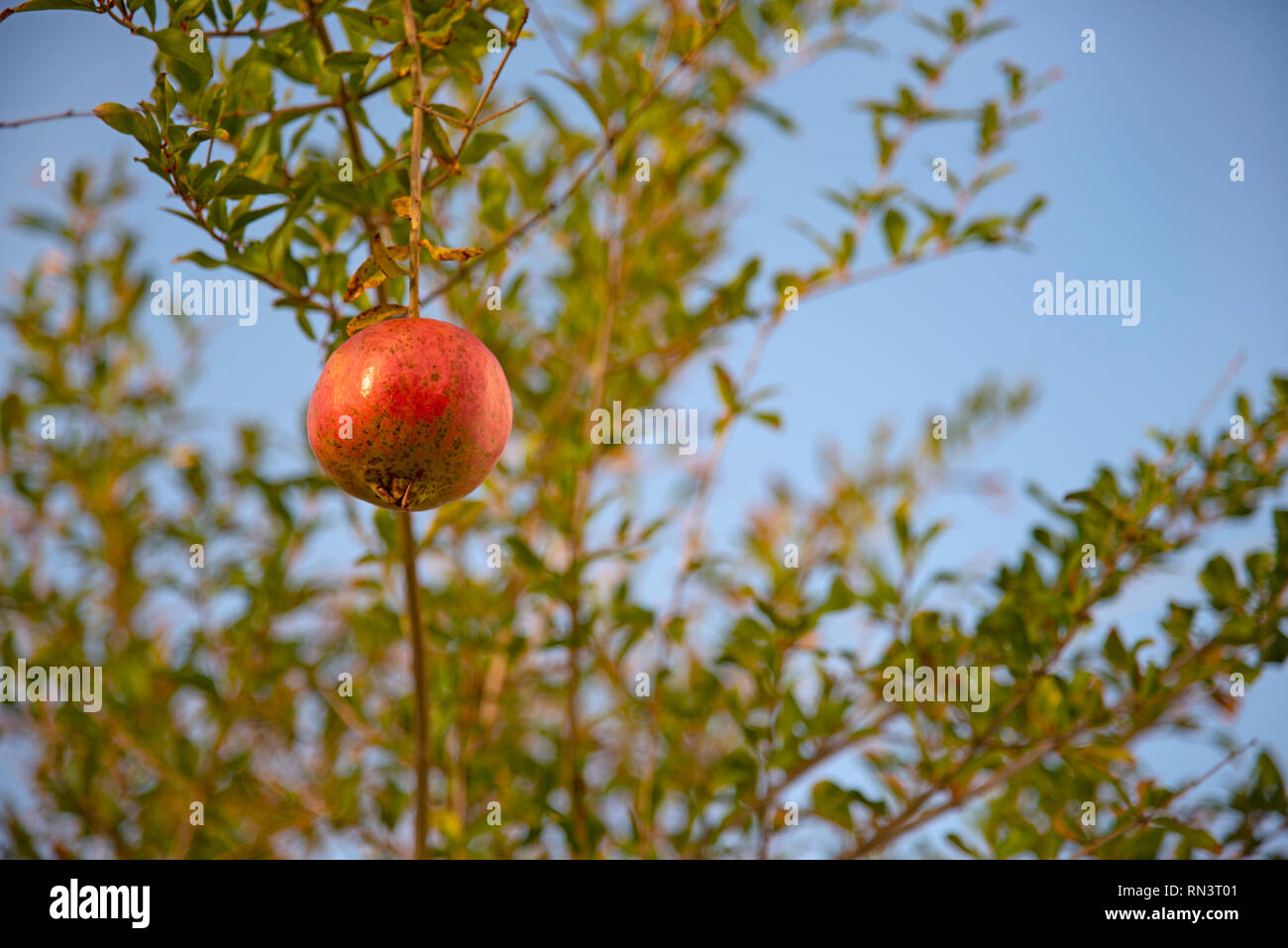 Pomegranate hanging from tree Stock Photo - Alamy
