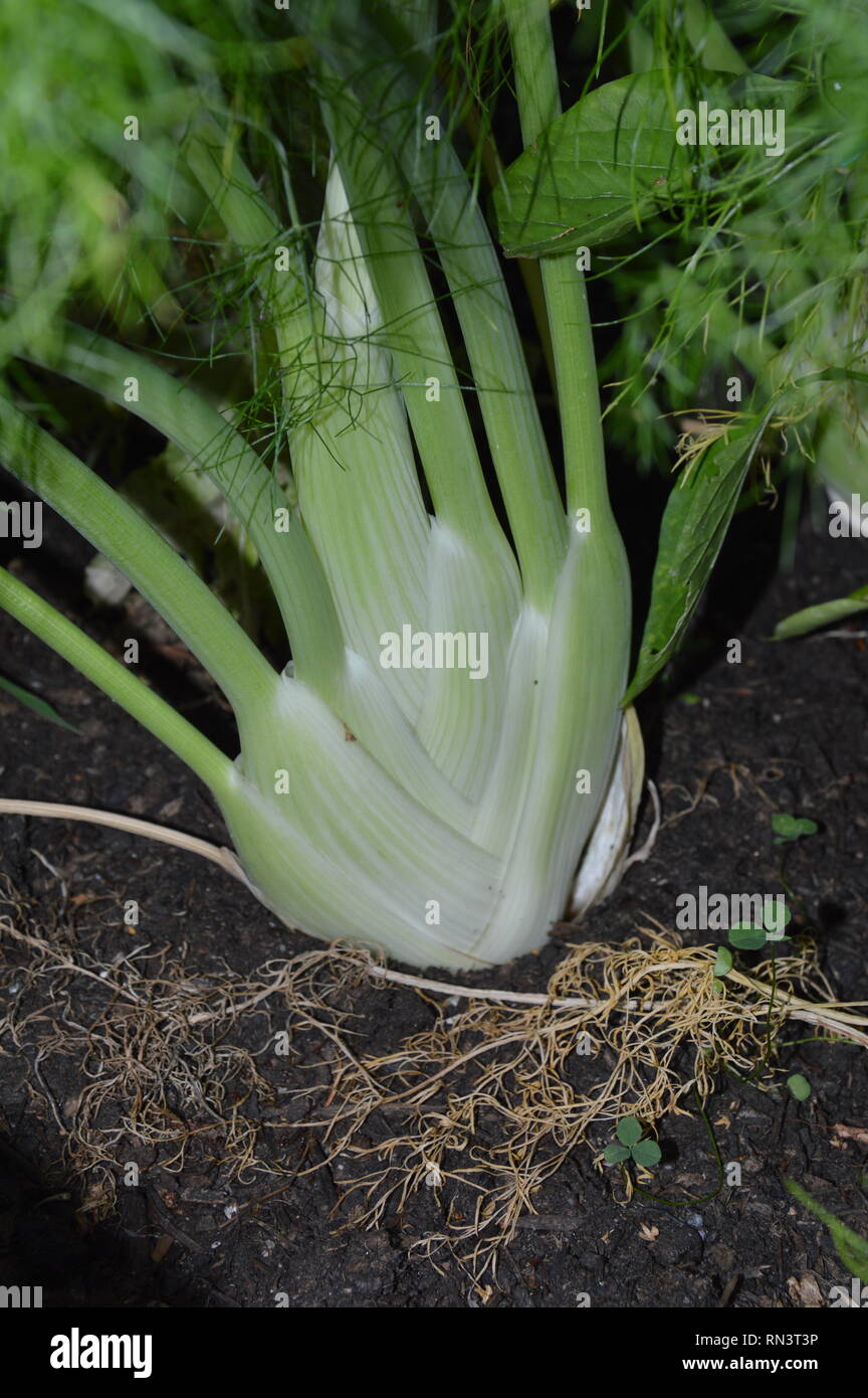 fresh fennel growing in the garden Stock Photo - Alamy