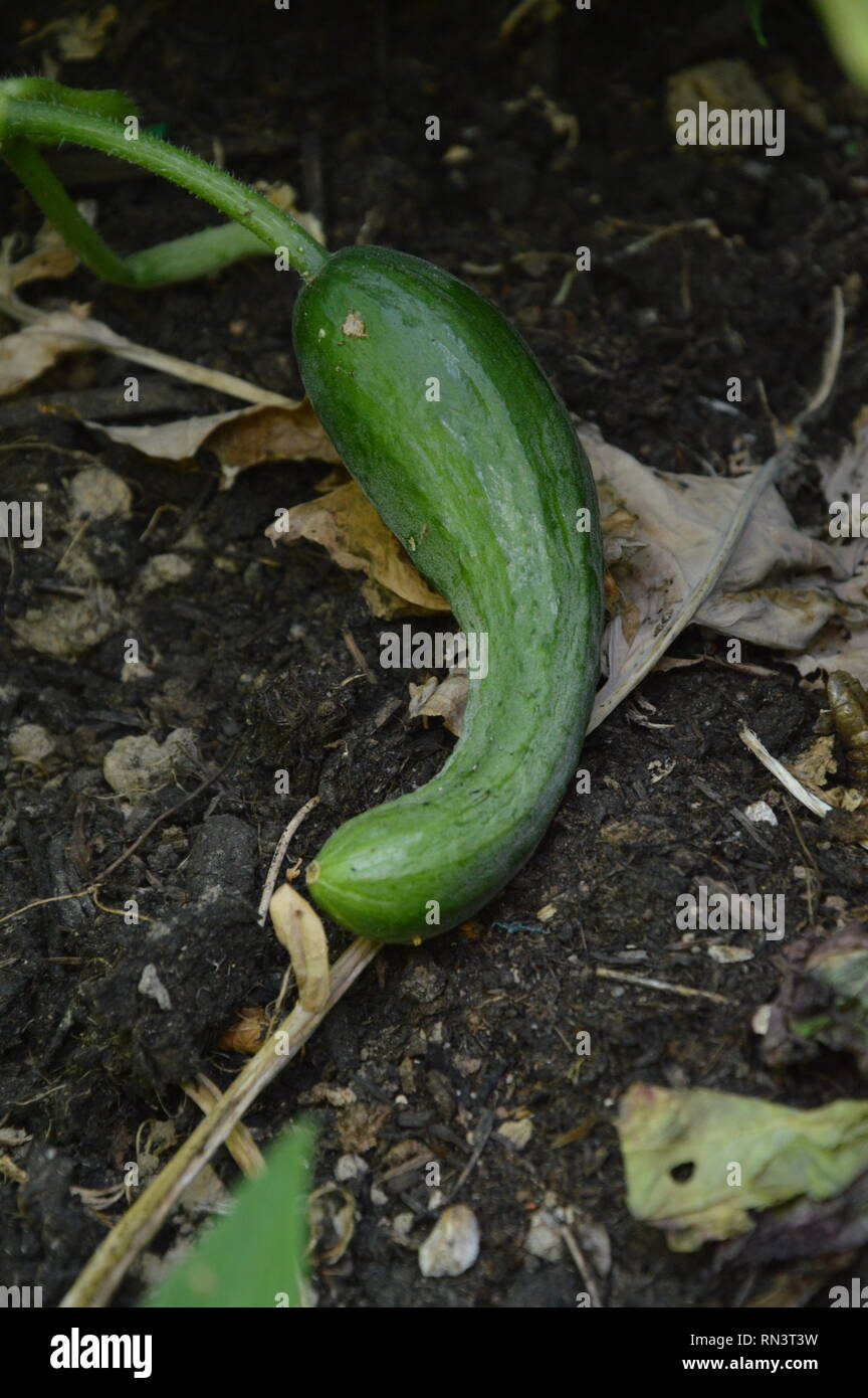 natural growing curved cucumber Stock Photo - Alamy