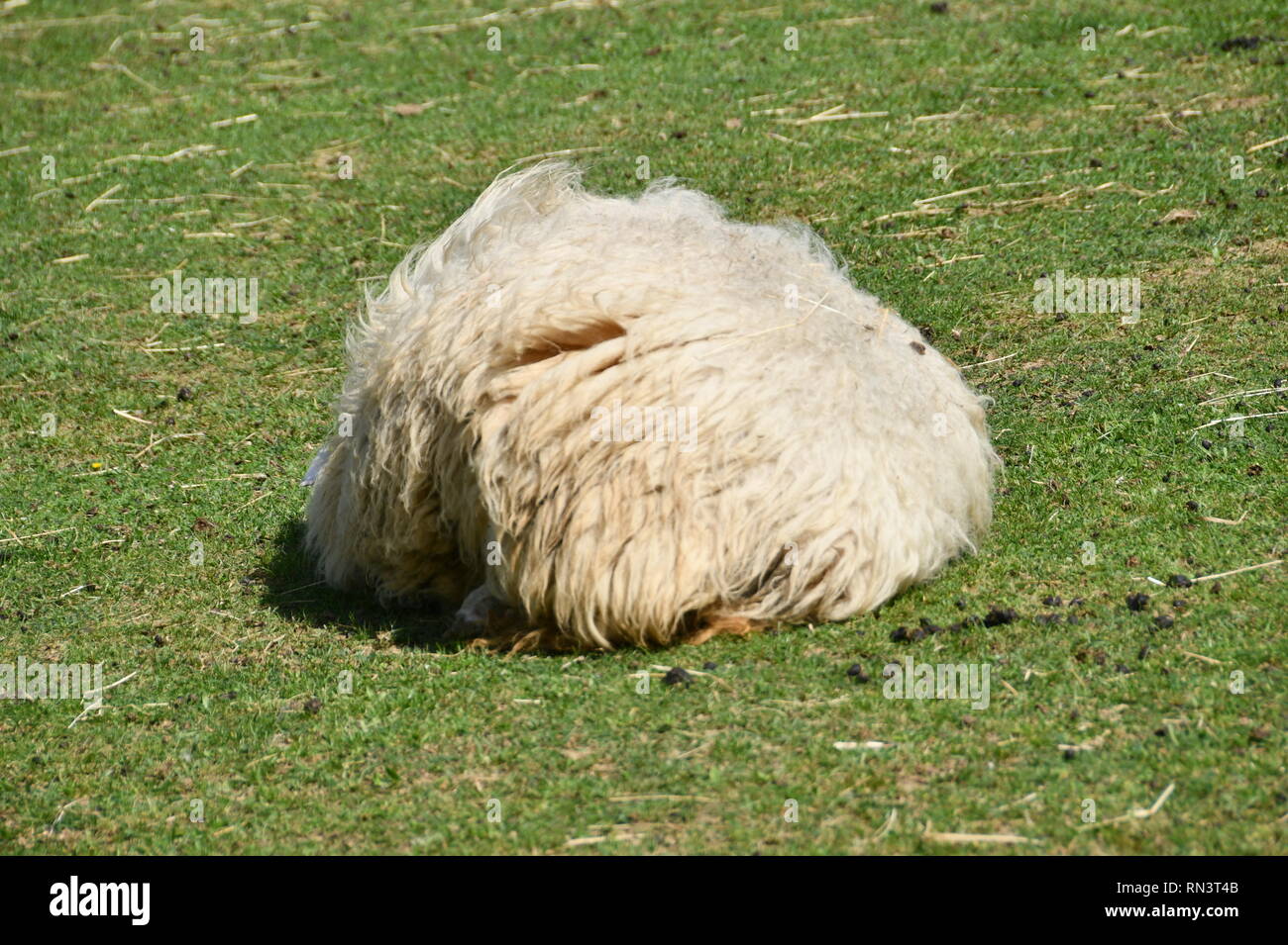 Sleeping sheep outside hi-res stock photography and images - Alamy