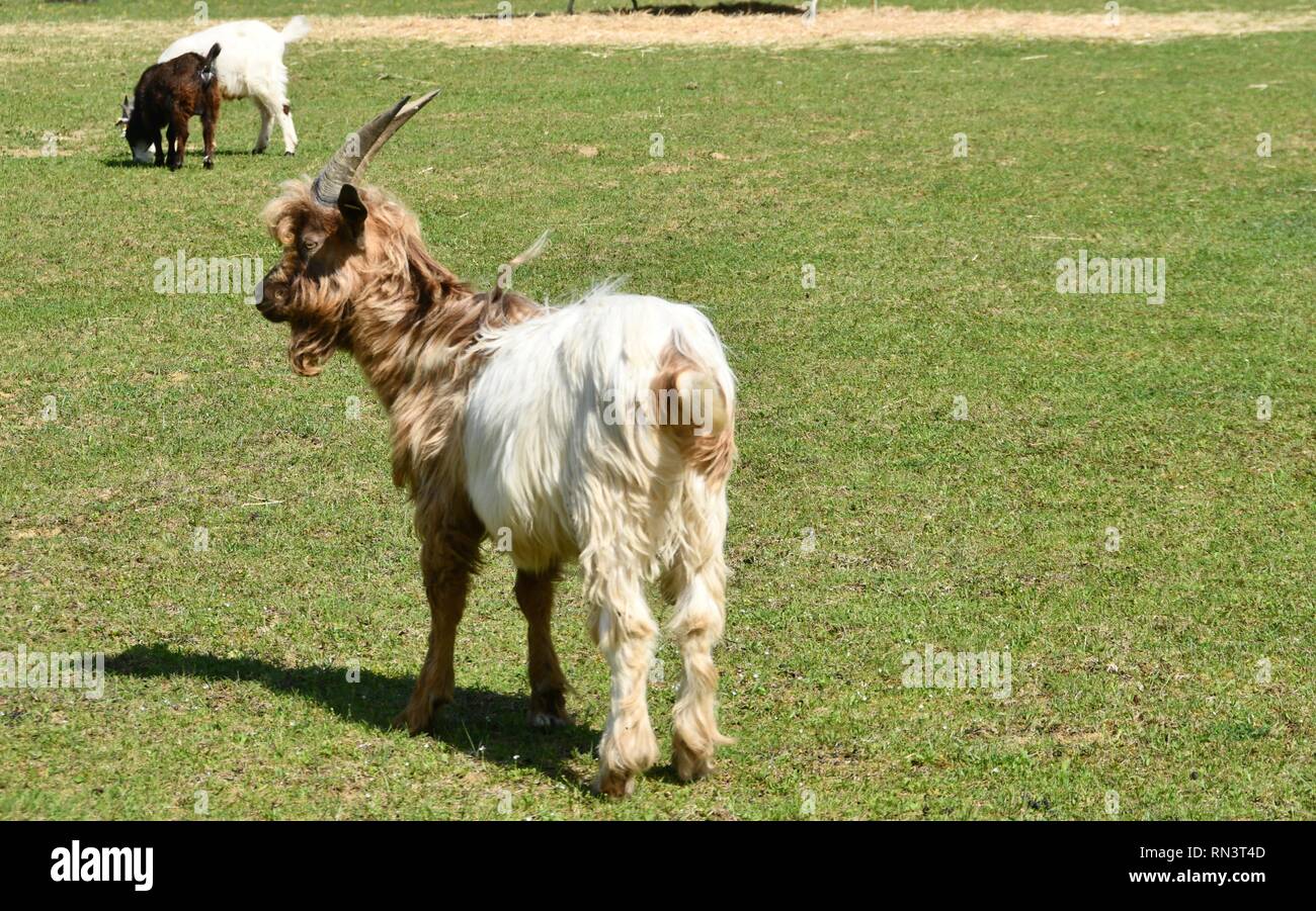 attractive he-goat looking for his family Stock Photo - Alamy