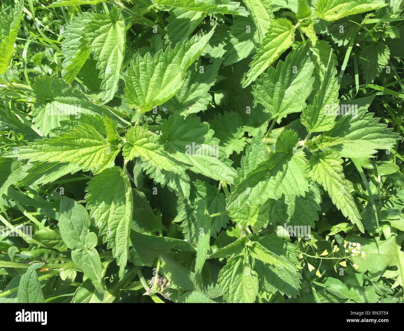 natural growing stinging nettles Stock Photo - Alamy