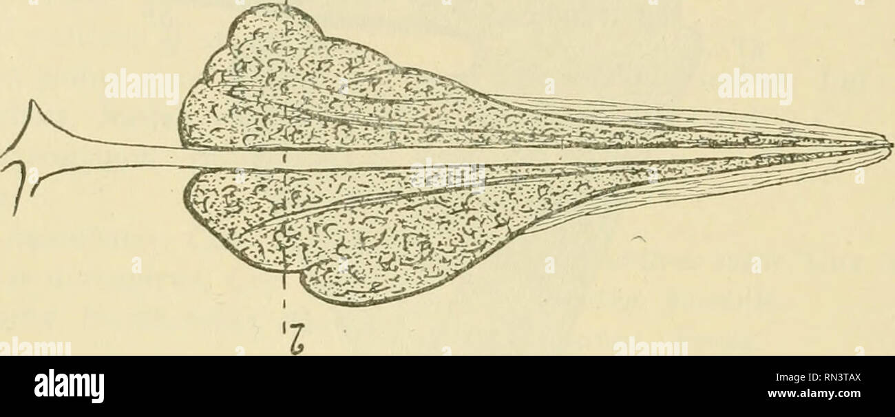 Animaux venimeux et venins: la fonction venimeuse chez tous les animaux ...