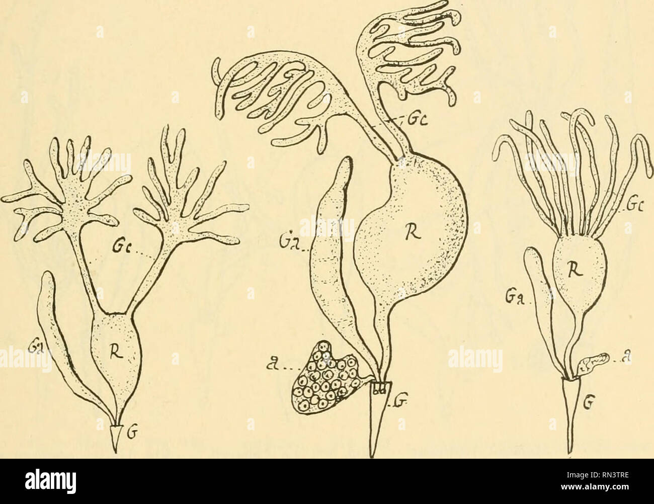 Braconides hi-res stock photography and images - Alamy