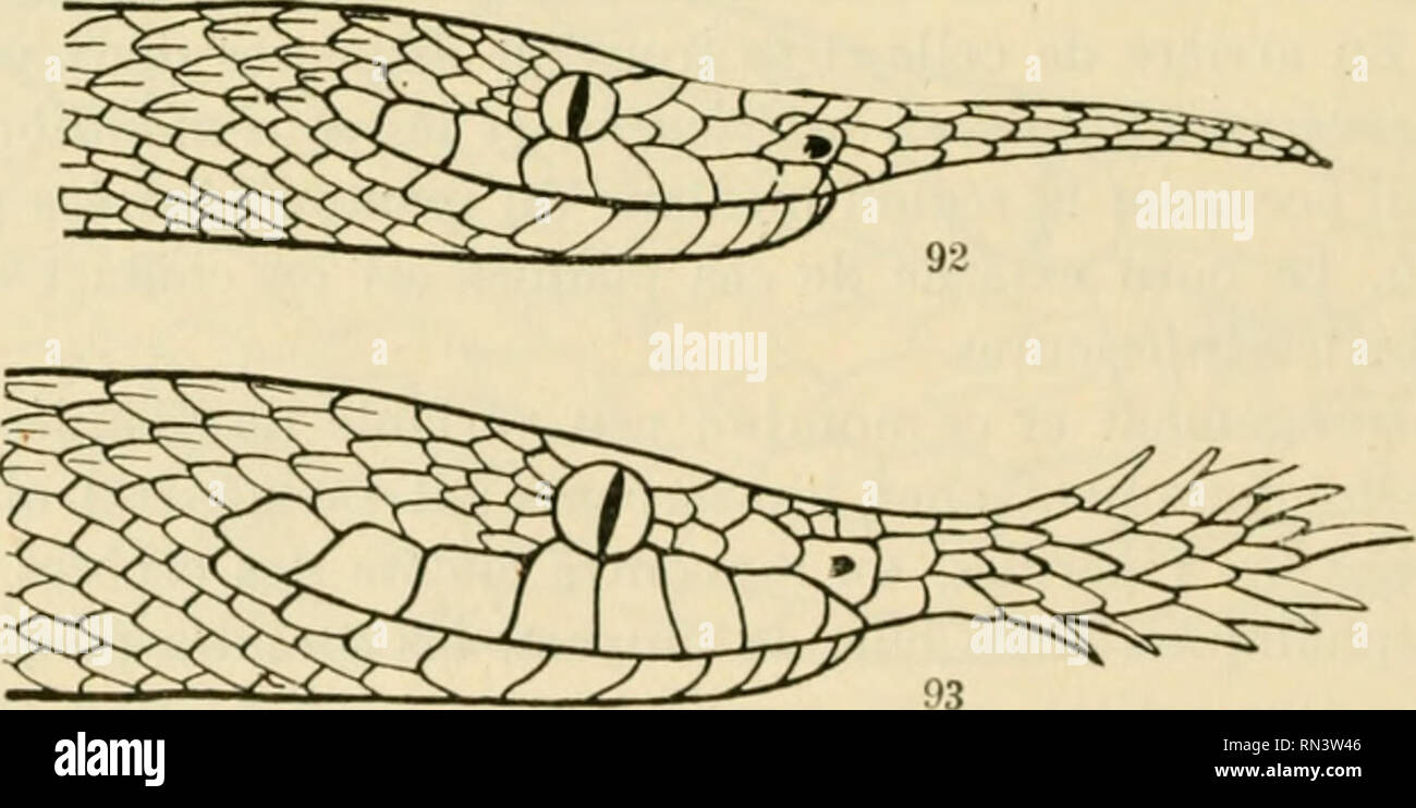 Animaux venimeux et venins: la fonction venimeuse chez tous les animaux ...