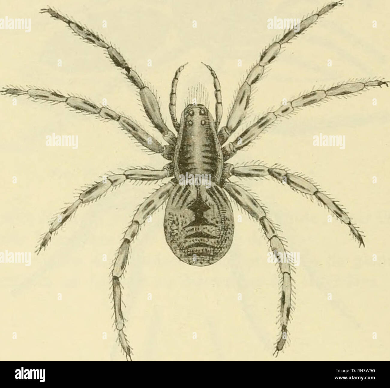 Animaux venimeux et venins: la fonction venimeuse chez tous les animaux ...