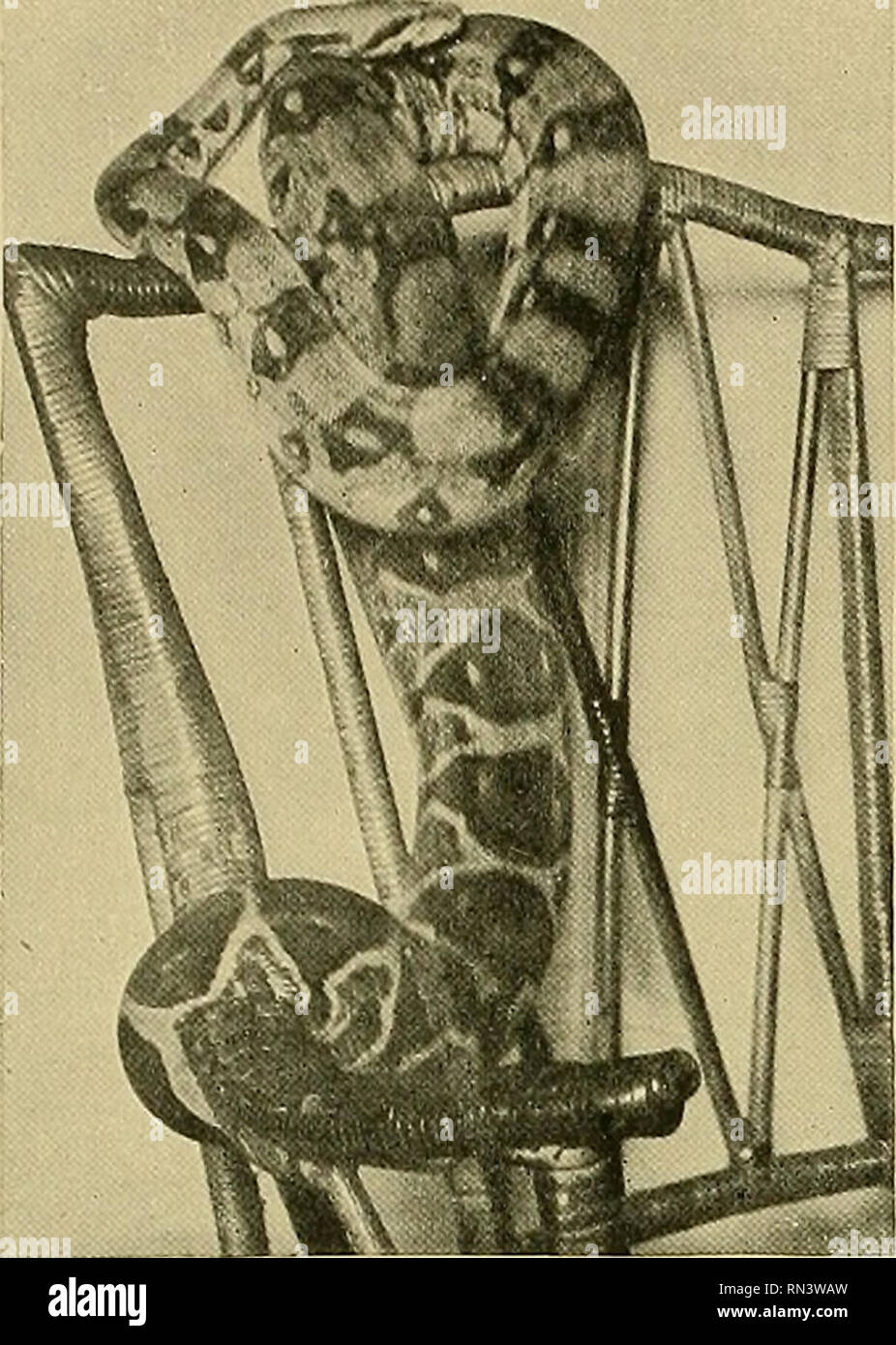 . Animal Life and the World of Nature; A magazine of Natural History ...