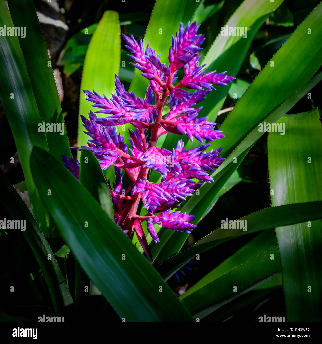 Image of bromeliad hi-res stock photography and images - Alamy