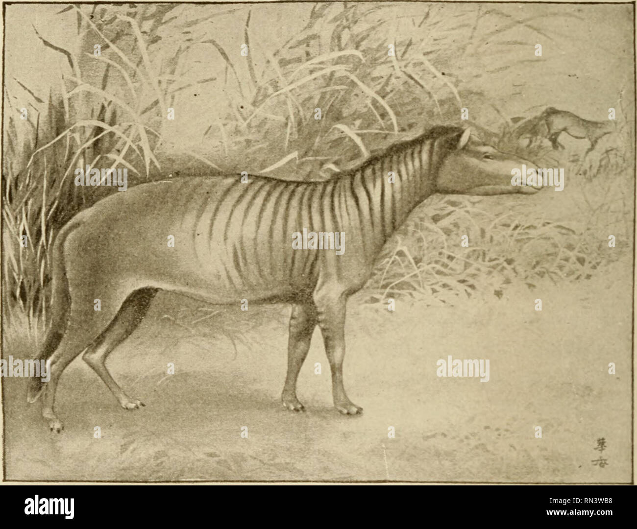 Mesohippus Stock Photos & Mesohippus Stock Images - Alamy
