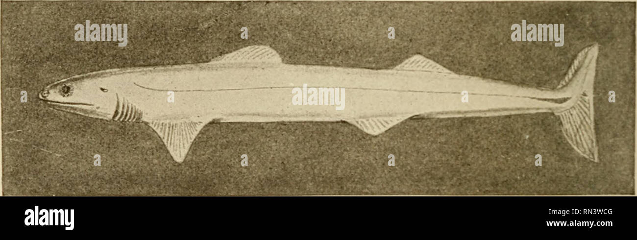 Osteolepis macrolepidotus hi-res stock photography and images - Alamy