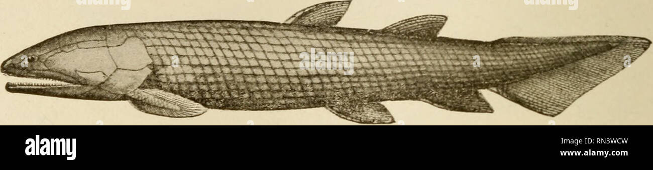 Osteolepis macrolepidotus hi-res stock photography and images - Alamy