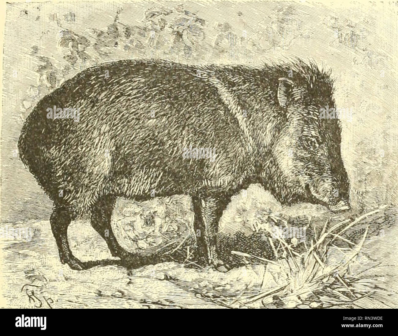 Abyssinian phacochoere hi-res stock photography and images - Alamy