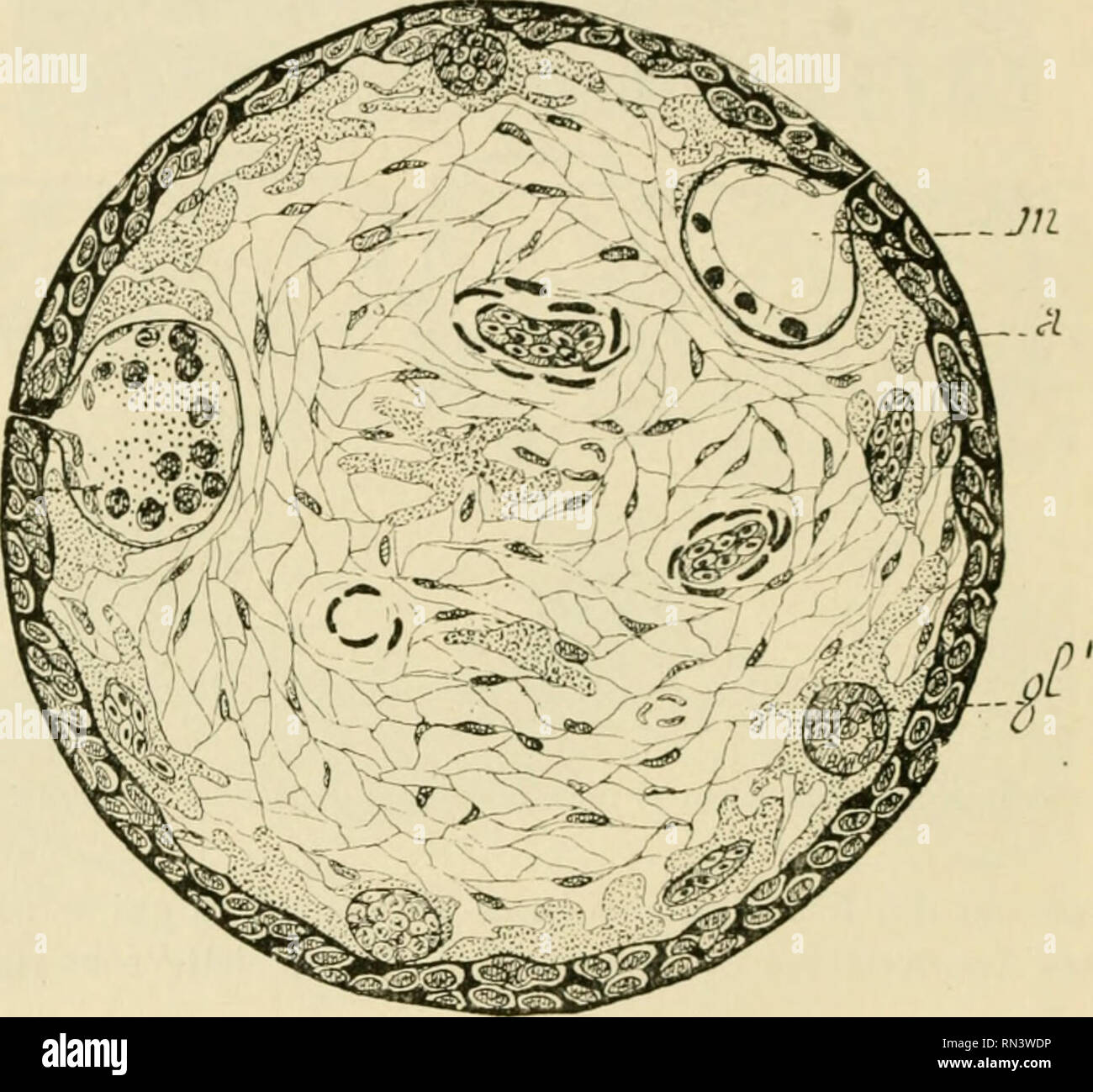 Animaux venimeux et venins: la fonction venimeuse chez tous les animaux ...