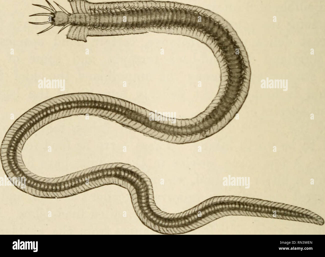 Worm races hi-res stock photography and images - Alamy