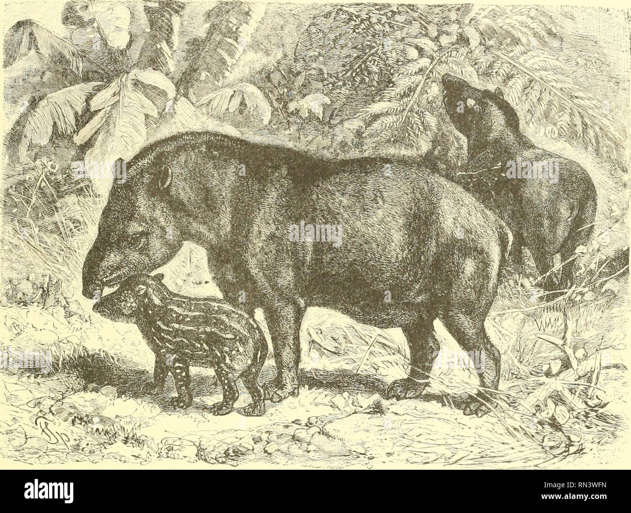 Little black tapir hi-res stock photography and images - Alamy