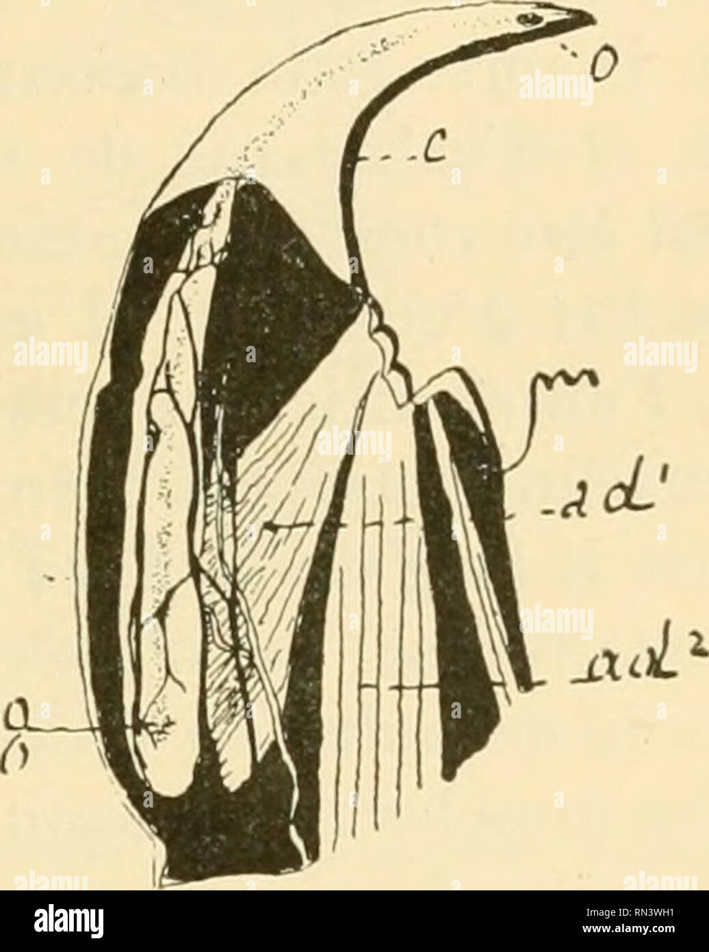 Animaux venimeux et venins: la fonction venimeuse chez tous les animaux ...