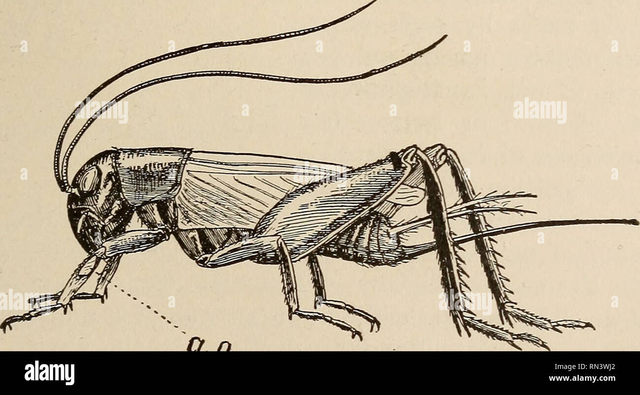 Large ear drum hi-res stock photography and images - Alamy