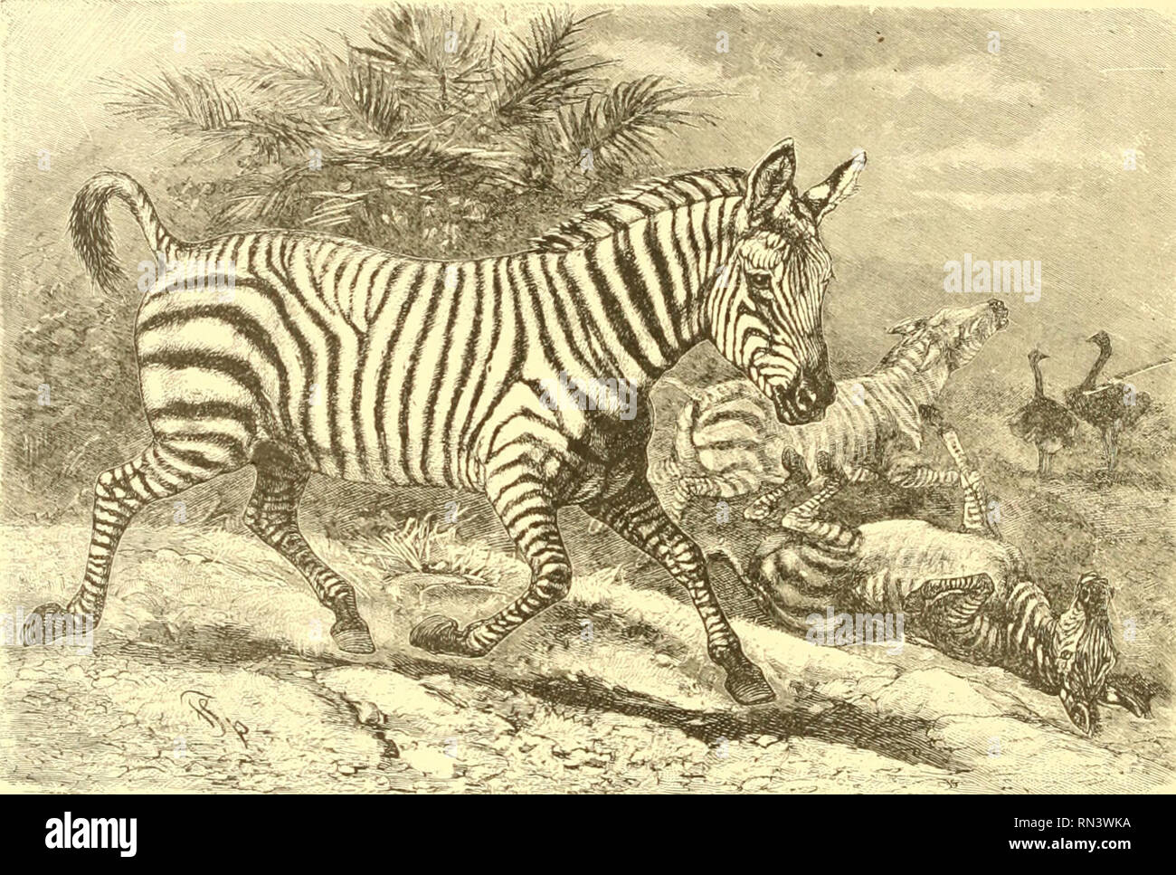 . Animate creation : popular edition of "Our living world" : a natural ...