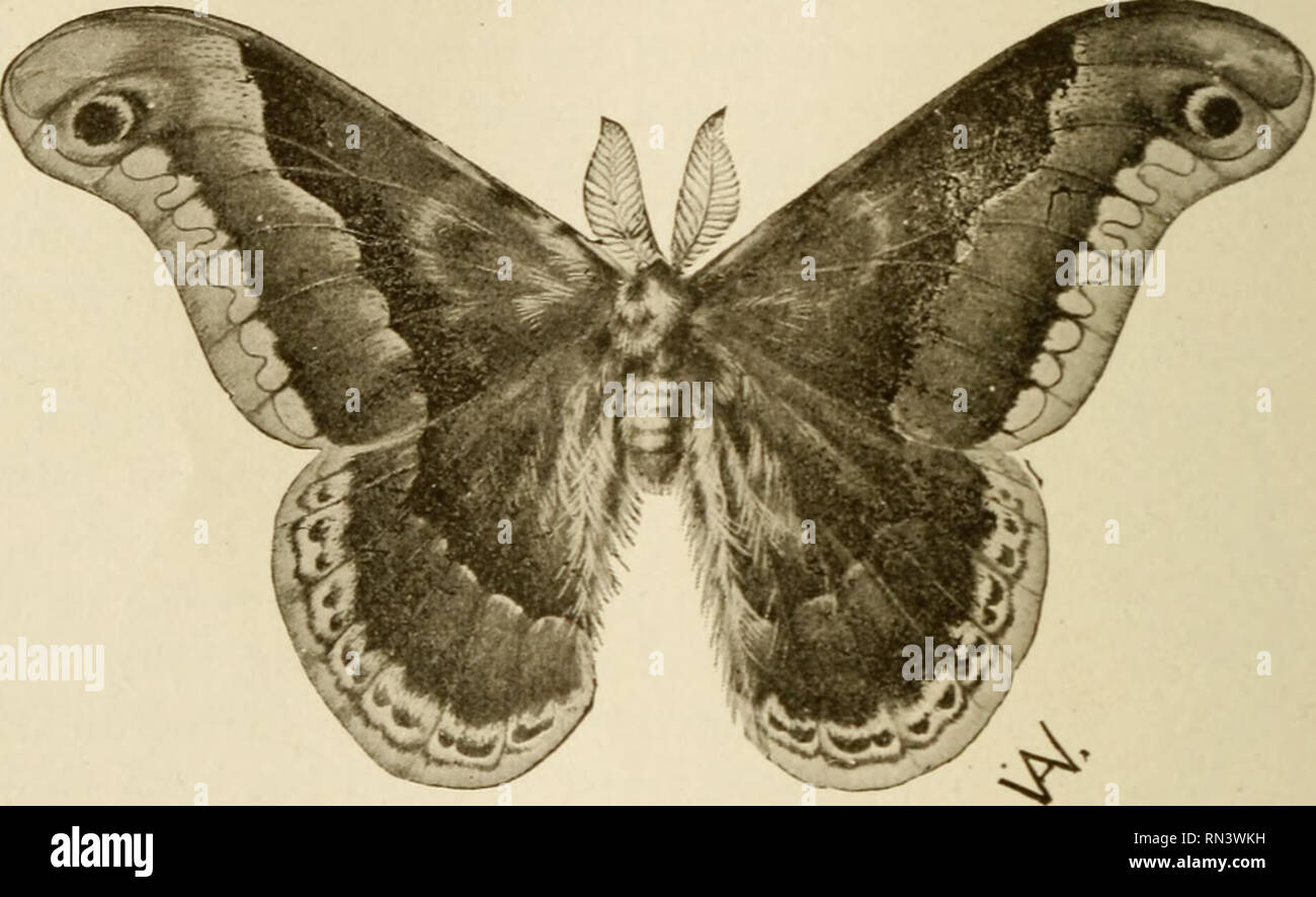 Promethea moth hi-res stock photography and images - Alamy