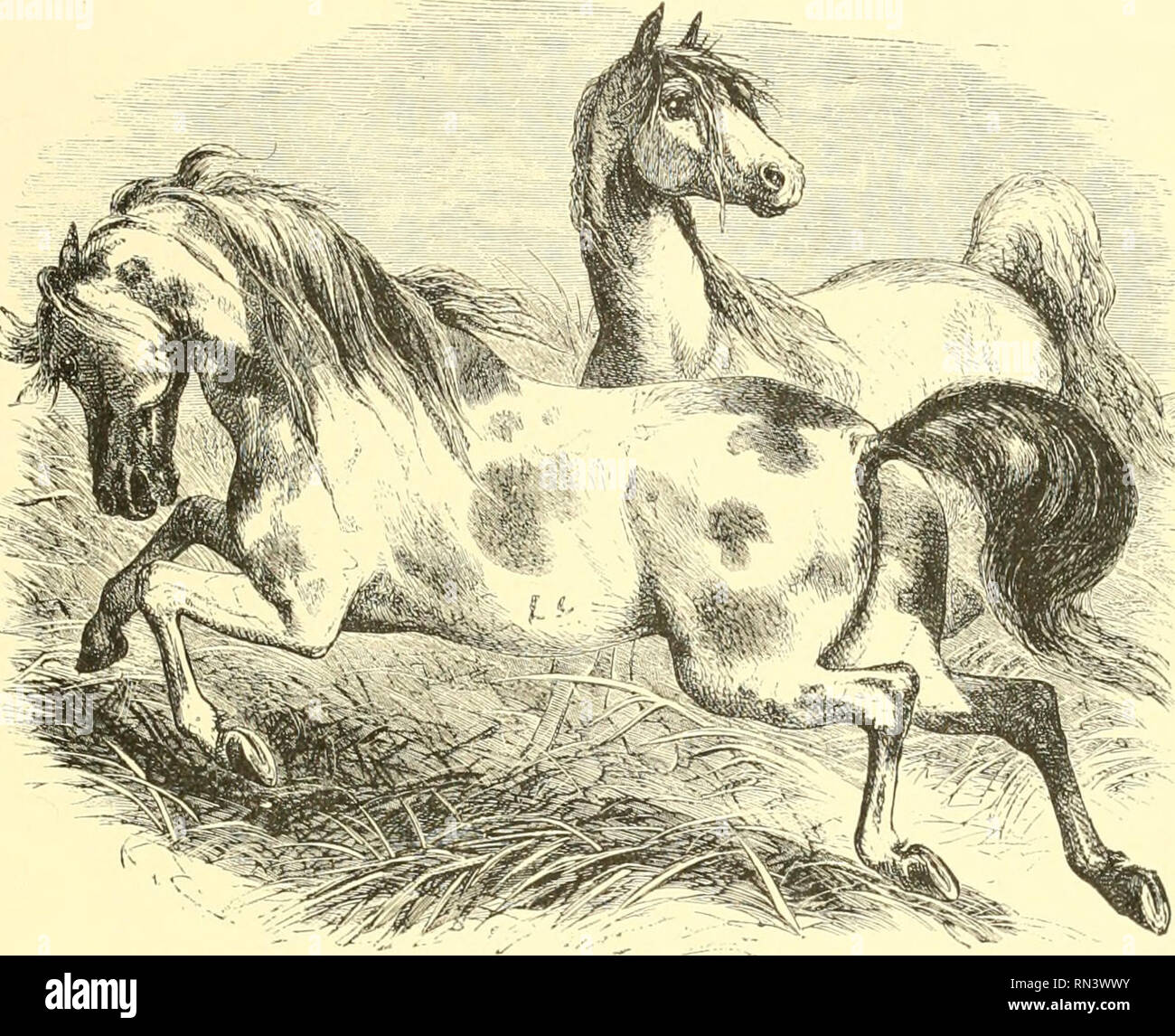 . Animate creation : popular edition of "Our living world" : a natural ...