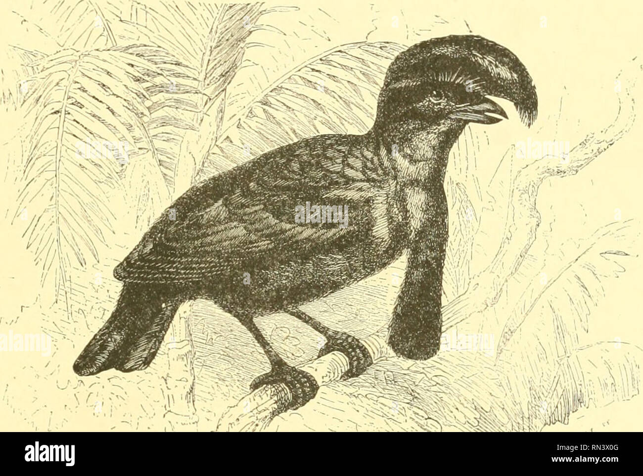 Capuchin bird hi-res stock photography and images - Alamy