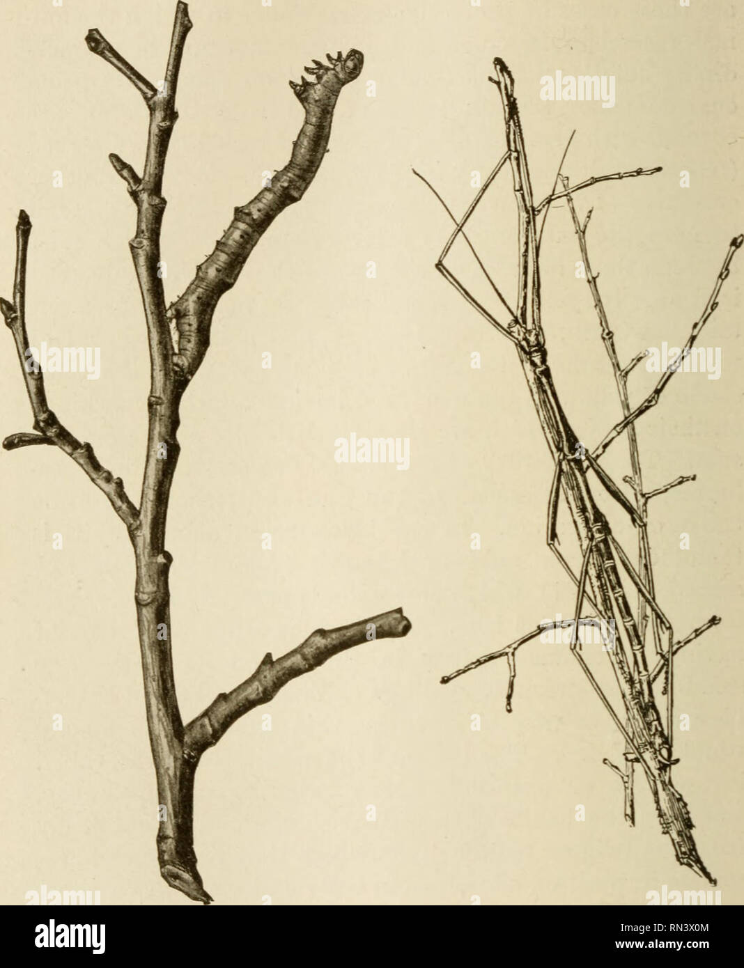 Walking stick insect on branch hi-res stock photography and images - Alamy