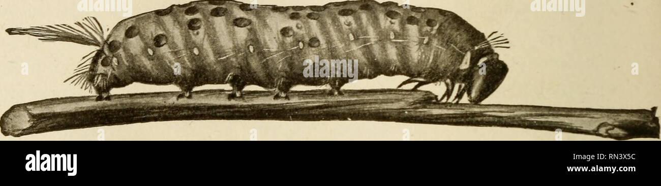 . Animal studies. 342 ANIMAL STUDIES for these insect pests. The adult ...