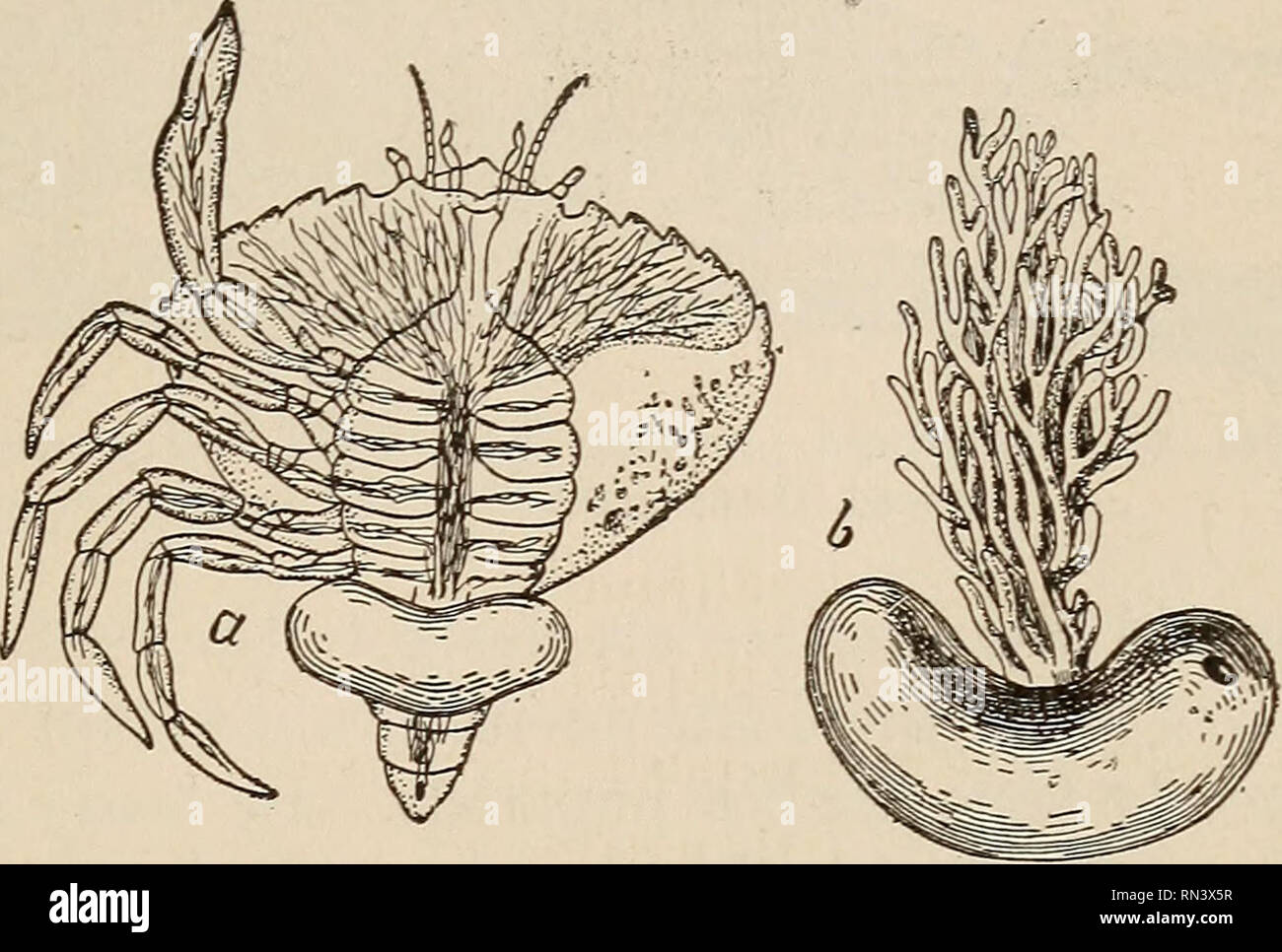 . Animal studies. COMMENSALISM AND PARASITISM 341 275. Sacculina.—Among ...