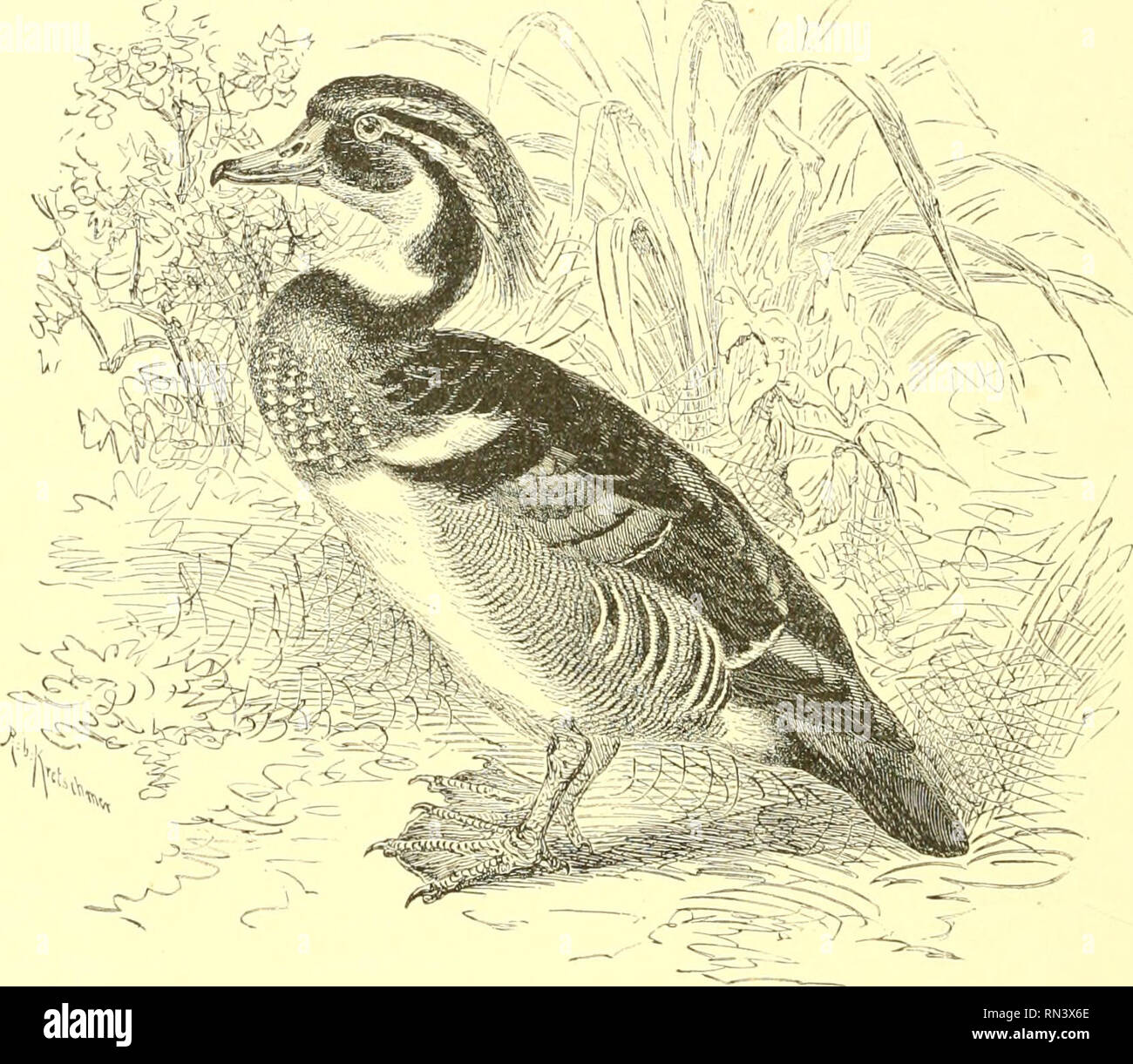 Animate duck hi-res stock photography and images - Alamy