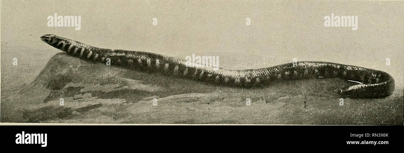 Spotted blind snake hi-res stock photography and images - Alamy