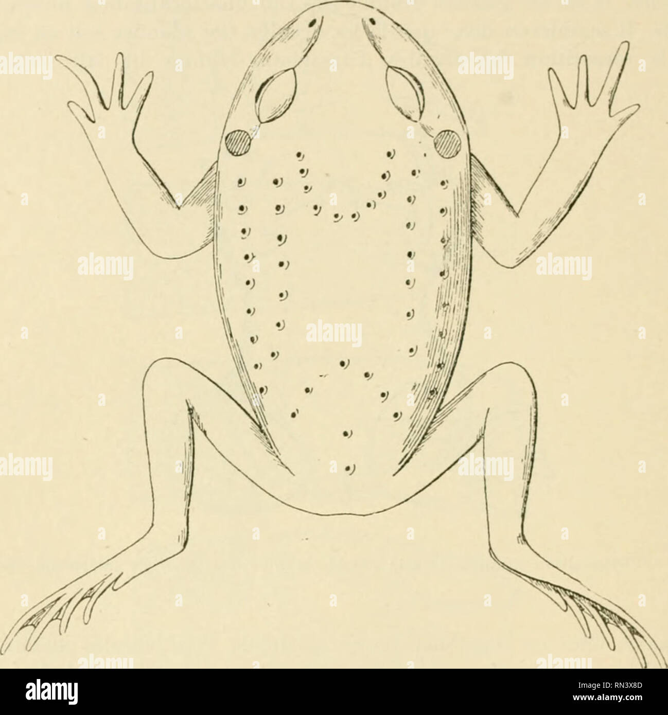 Animaux venimeux et venins: la fonction venimeuse chez tous les animaux ...