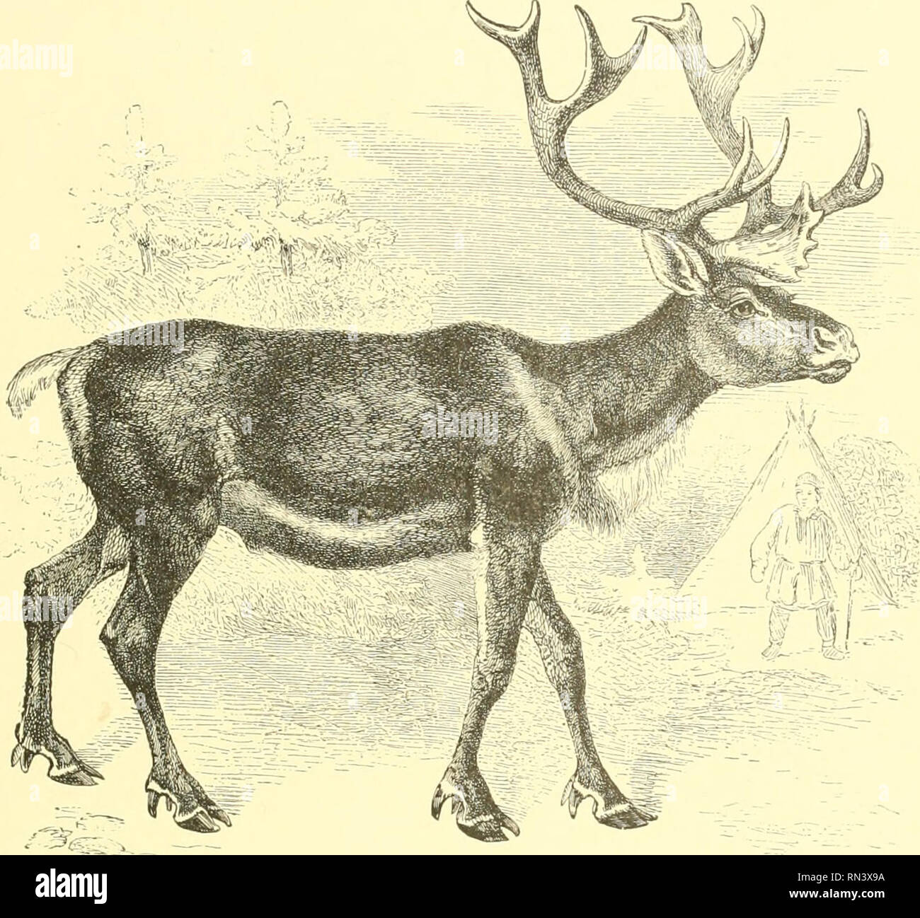 Deer Beast Of Burden