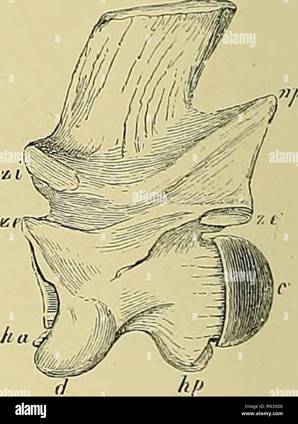 . Animal Life and the World of Nature; A magazine of Natural History ...