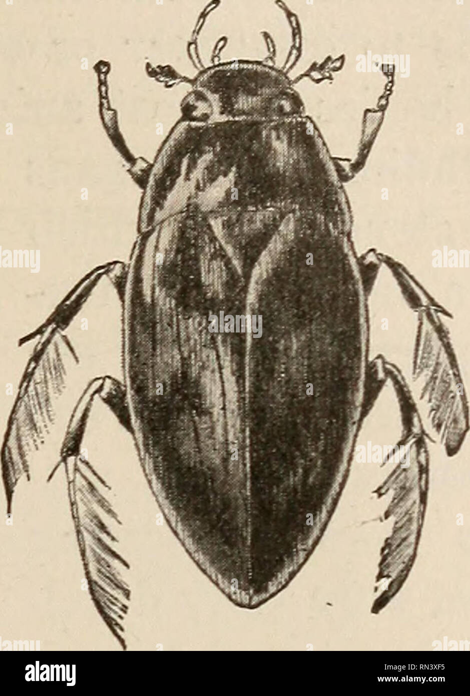 Pupae pair hi-res stock photography and images - Alamy